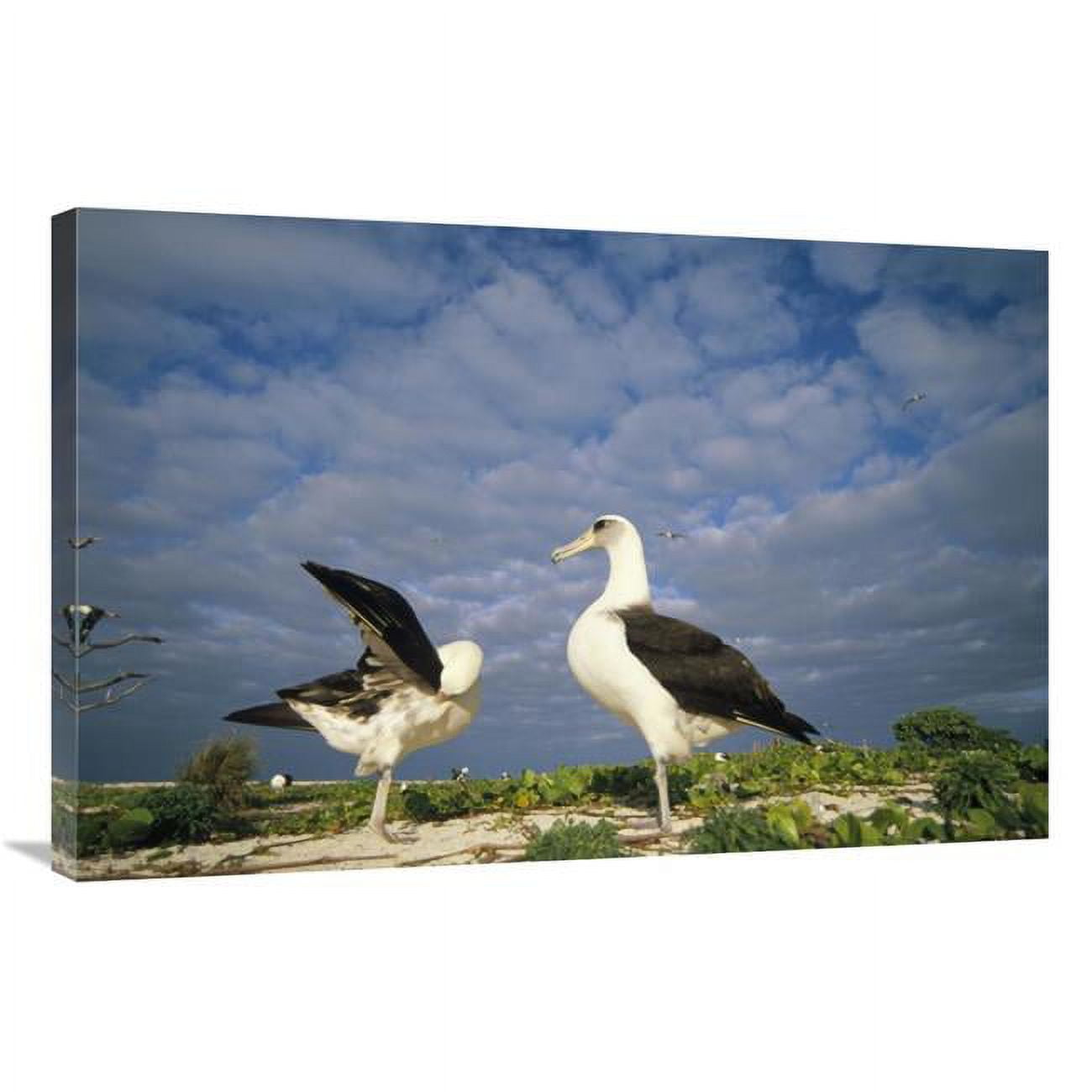 Global Gallery Laysan Albatross Courtship Dance - Midway Atoll - Hawaii ...