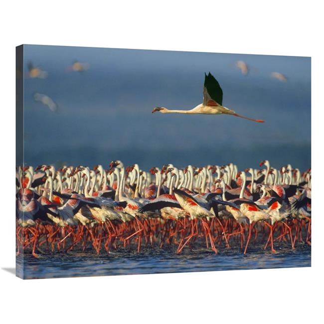 Global Gallery Lesser Flamingo Flying Over Flock - Lake Nakuru - Kenya ...