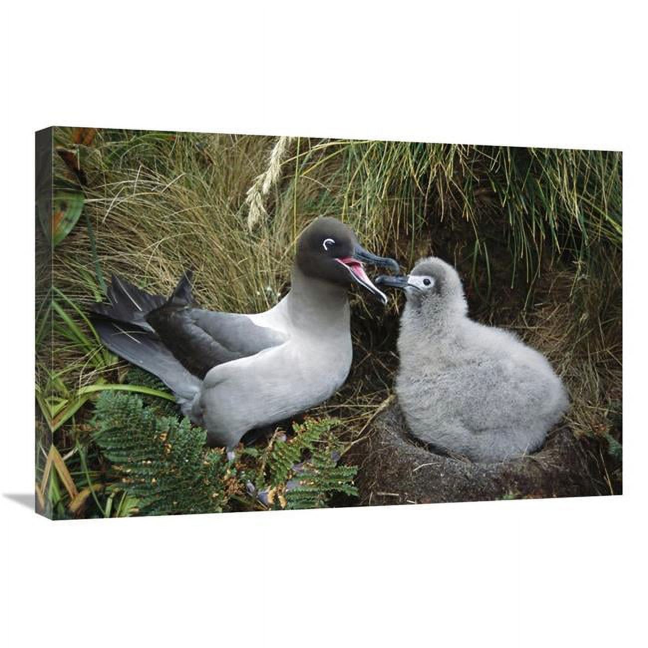 Global Gallery Light-Mantled Albatross Feeding Chick - Campbell Island ...