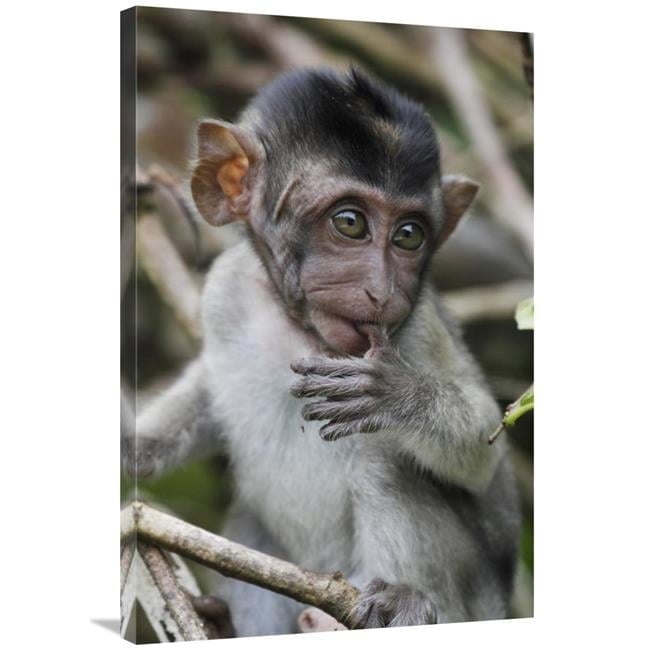Global Gallery Long-Tailed Macaque Baby - Saba - Malaysia Art Print ...