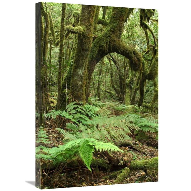 Global Gallery Macaronesian Laurel Relict Forest in Garajonay National ...