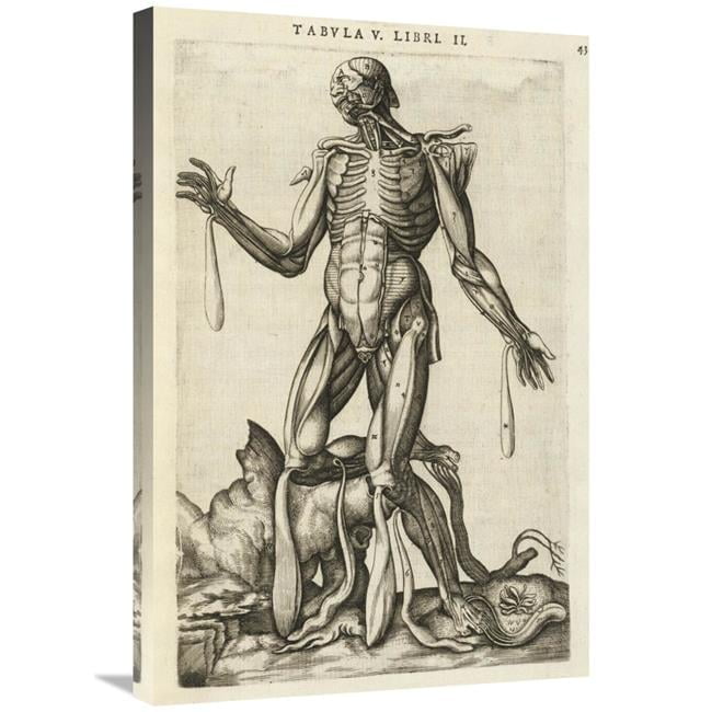 Global Gallery Male Figure with Muscles & Skeleton Art Print - Andreas ...
