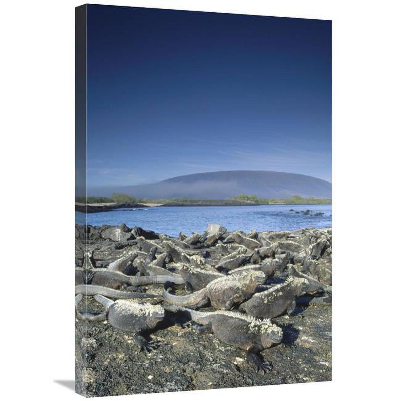 Global Gallery Marine Iguana Colony Basking in Morning Sun - Galapagos ...