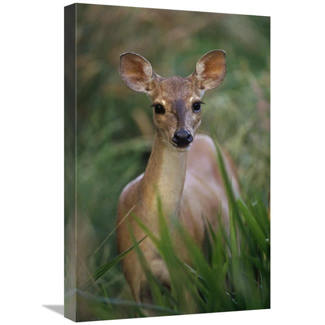 Global Gallery Marsh or Swamp Deer Portrait - Pantanal Ecosystem ...