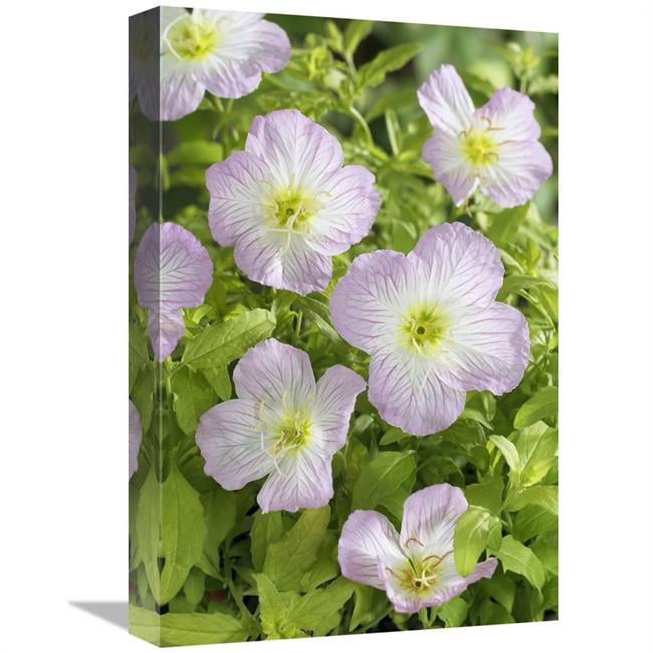 Global Gallery Mexican Evening Primrose Golden Summer Variety Flowers ...