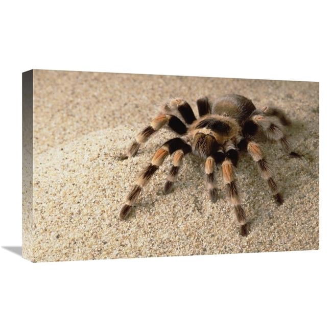 Global Gallery Mexican Red-Knee Tarantula Portrait - Mexico Art Print ...
