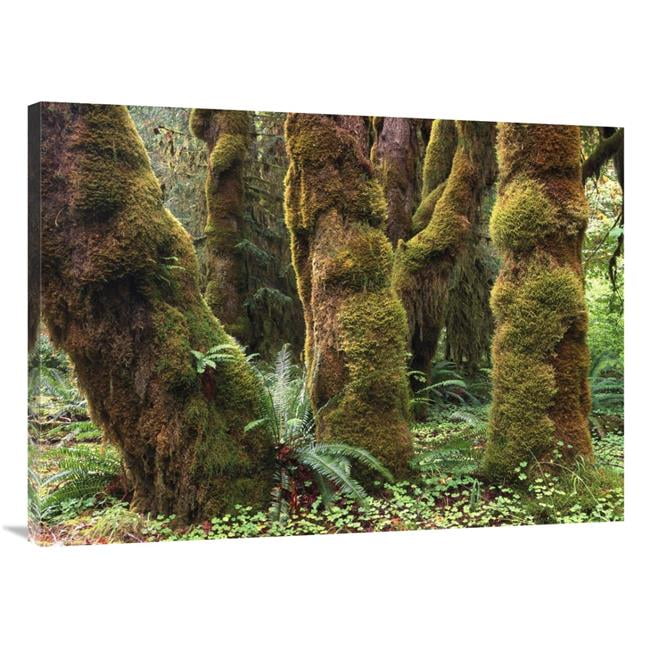 Global Gallery Mossy Big-Leaf Maples - Hoh Rainforest - Olympic ...
