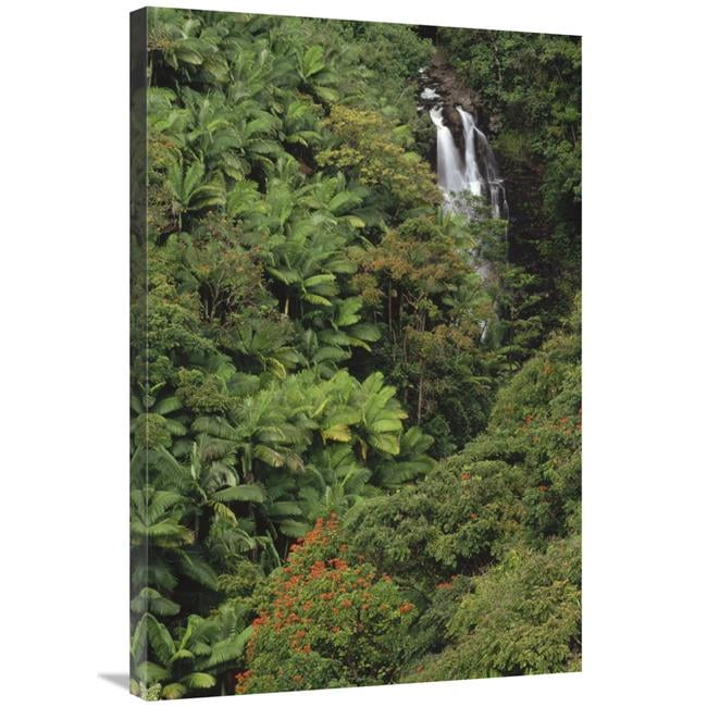 Global Gallery Native & Exotic Rainforest Vegetation in Nanue River ...