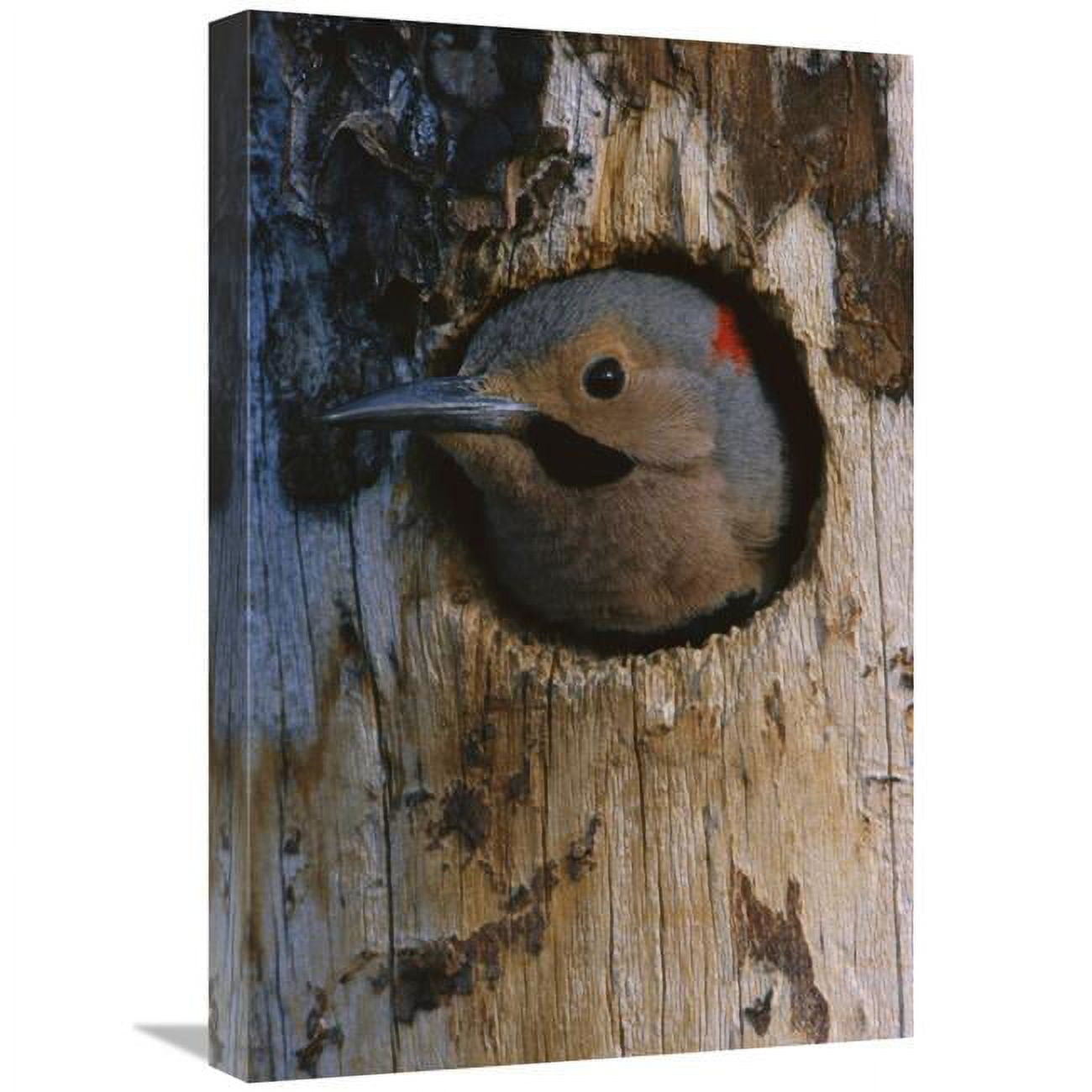 Global Gallery Northern Flicker Woodpecker in Nest Cavity - Slana ...