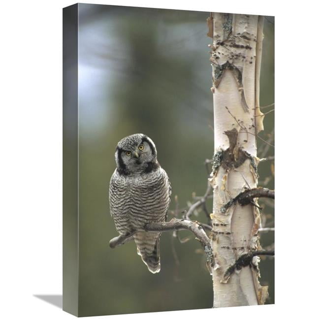 Global Gallery Northern Hawk Owl Perching in Tree in the Spring ...