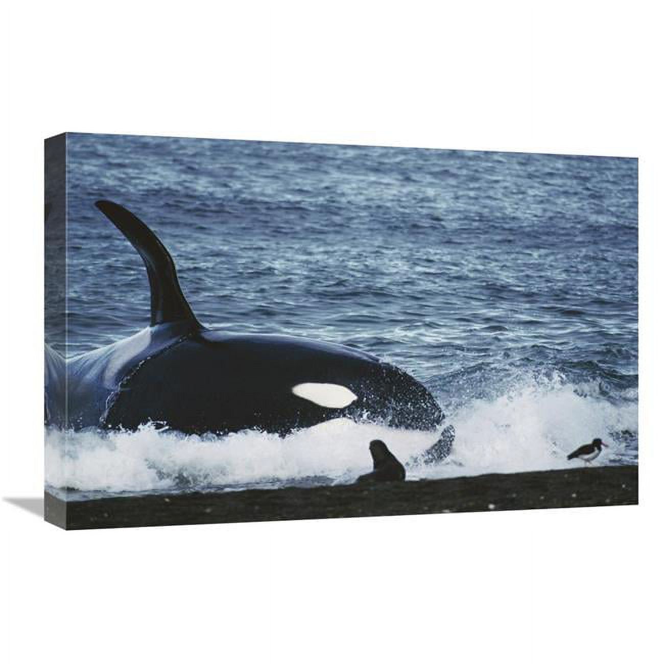Global Gallery Orca Hunting South American Sea Lion Group By Beaching ...