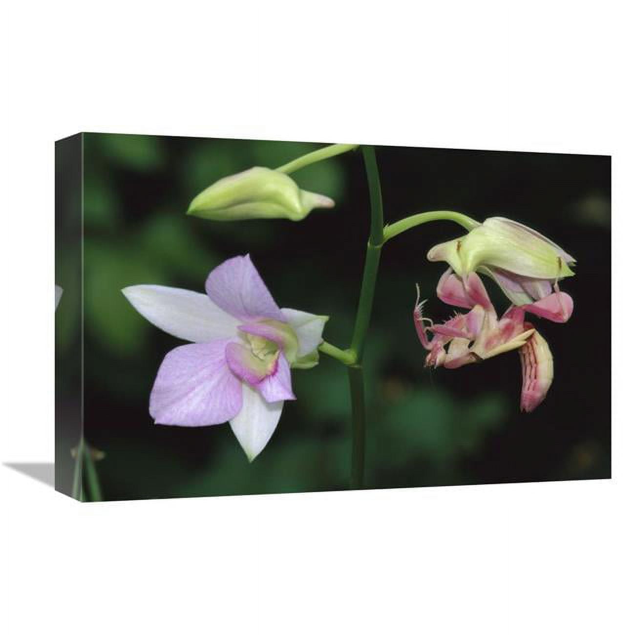 Global Gallery Orchid Mantis Female Mimicking A Pink Flower - Malaysia ...