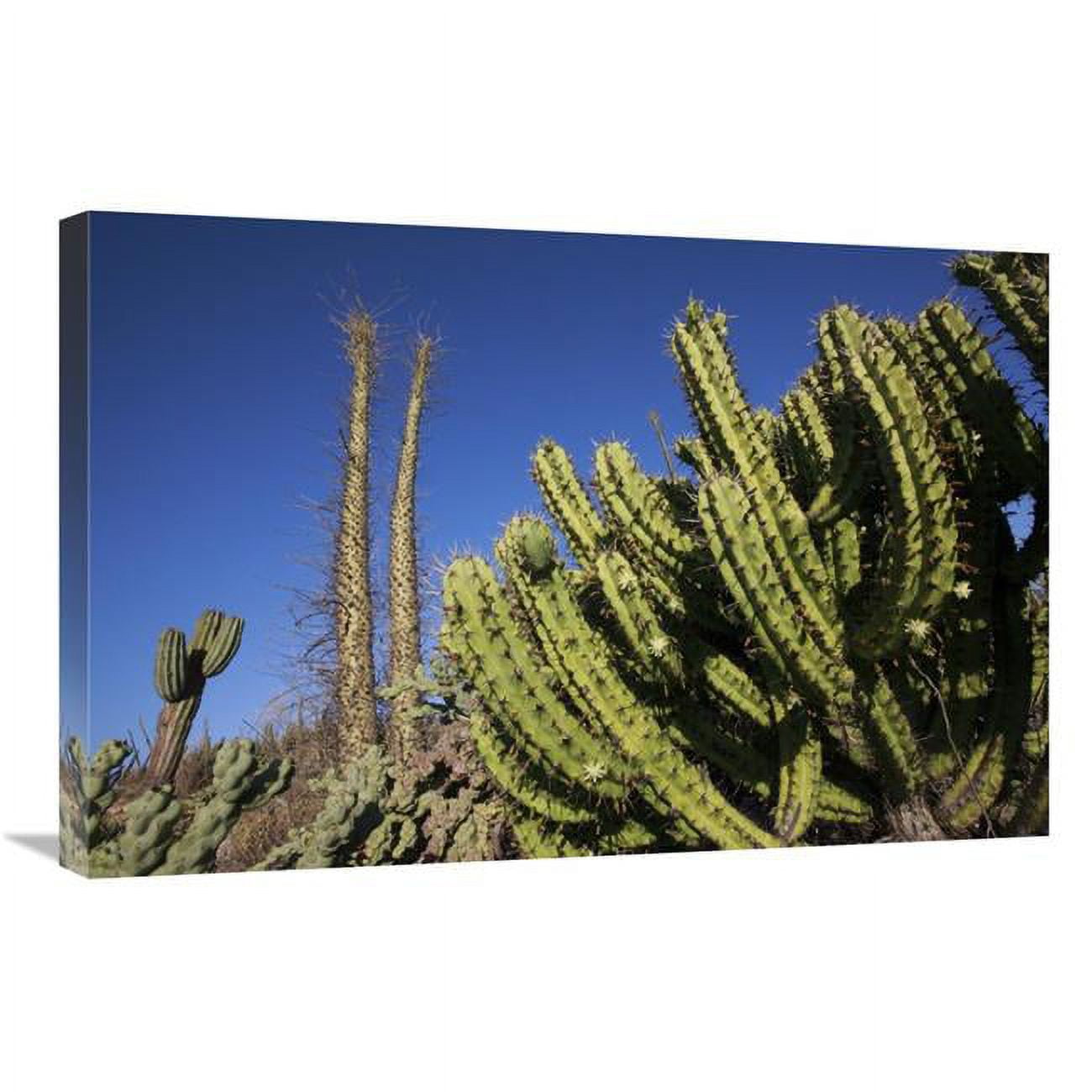 Global Gallery Organ Pipe Cactus - El VIzcaino Biosphere Reserve ...