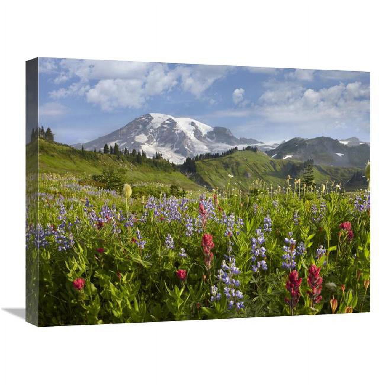 Global Gallery Paradise Meadow & Mount Rainier - Mount Rainier National ...