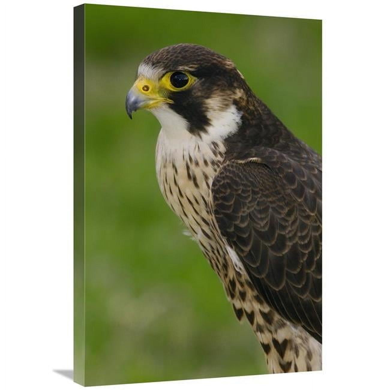 Global Gallery Peregrine Falcon Portrait - Ecuador Art Print - Pete ...