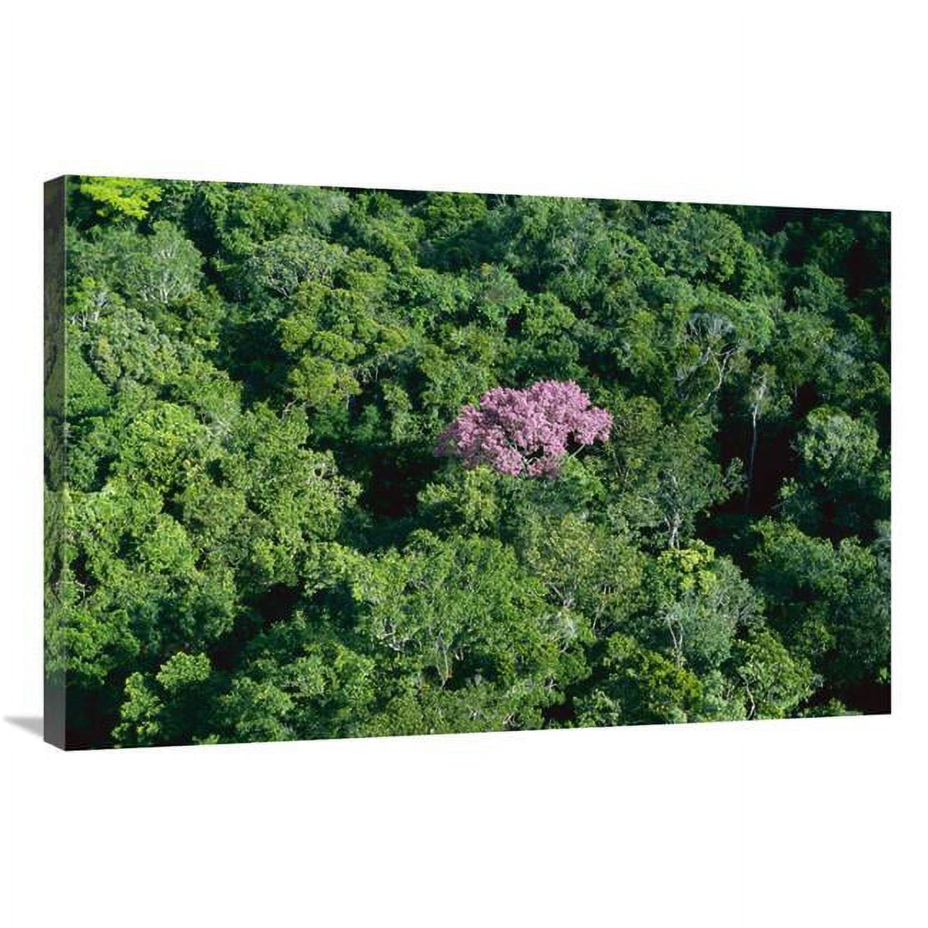 Global Gallery Pink Flowering Tree in Rainforest Canopy - Canaima ...