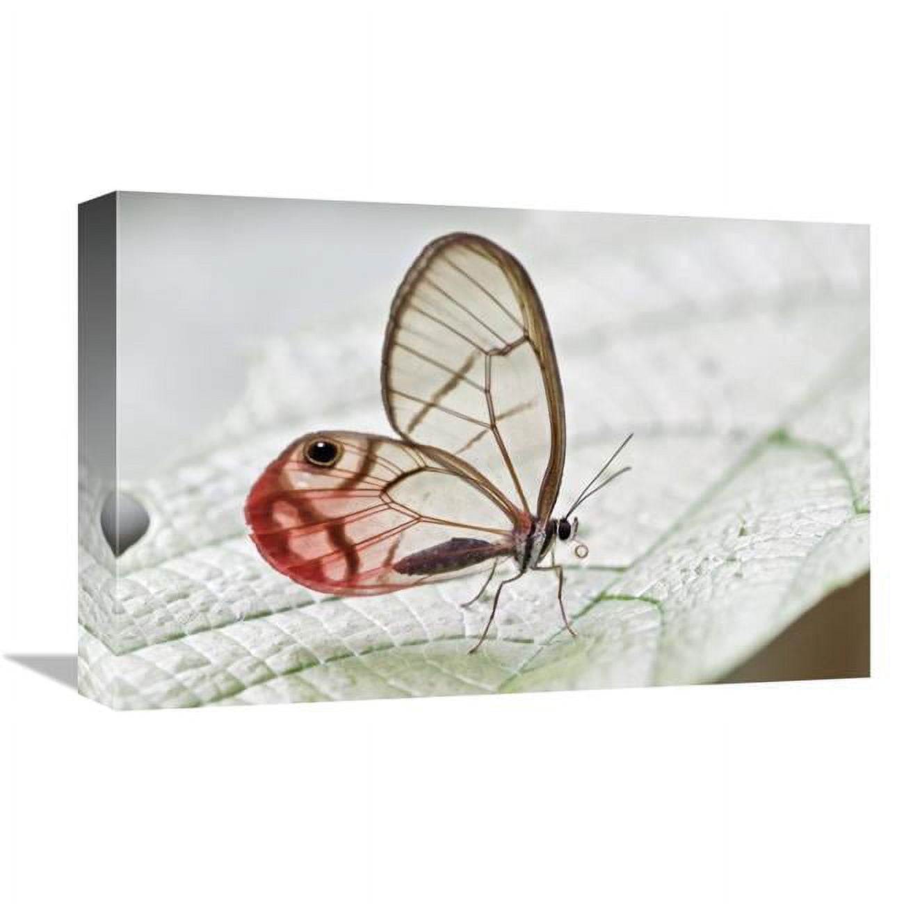 Global Gallery Pink-Tipped Clearwing Satyr Butterfly - Mindo - Western Slope of Andes - Ecuador ...