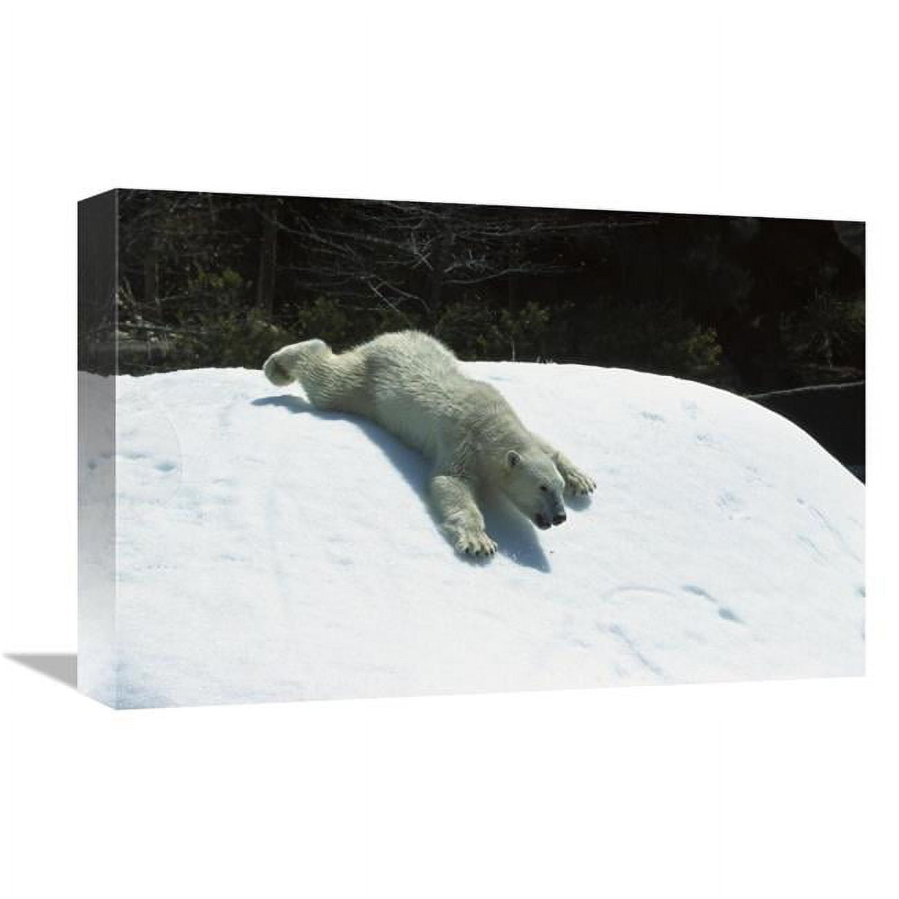 Global Gallery Polar Bear Sliding Down Snow Bank - Native to Canada Art ...