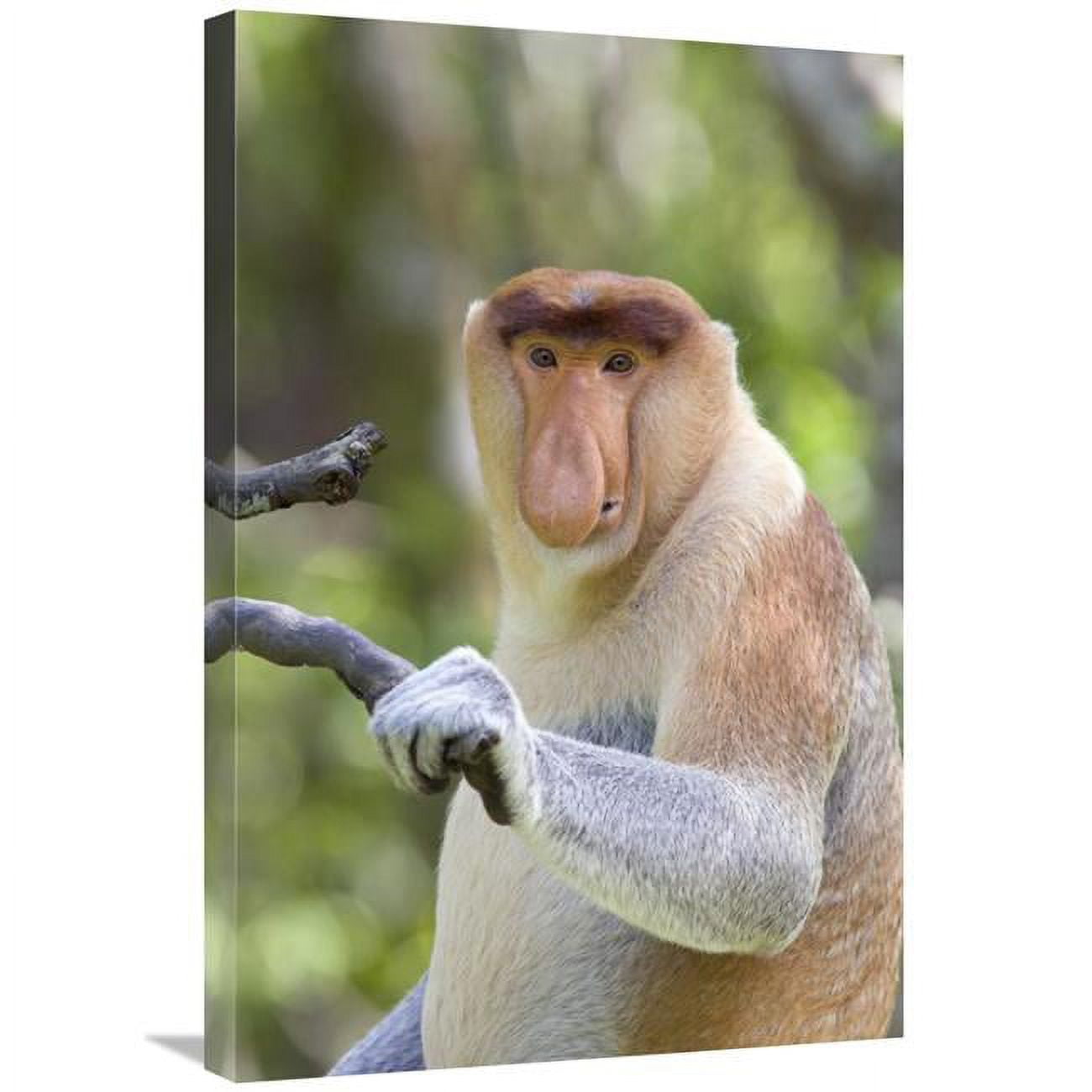 Global Gallery Proboscis Monkey Dominant Male - Sabah - Malaysia Art ...