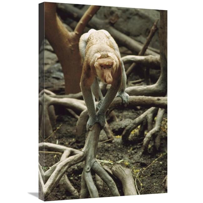 Global Gallery Proboscis Monkey Walking Along Tree Roots - Borneo Art ...