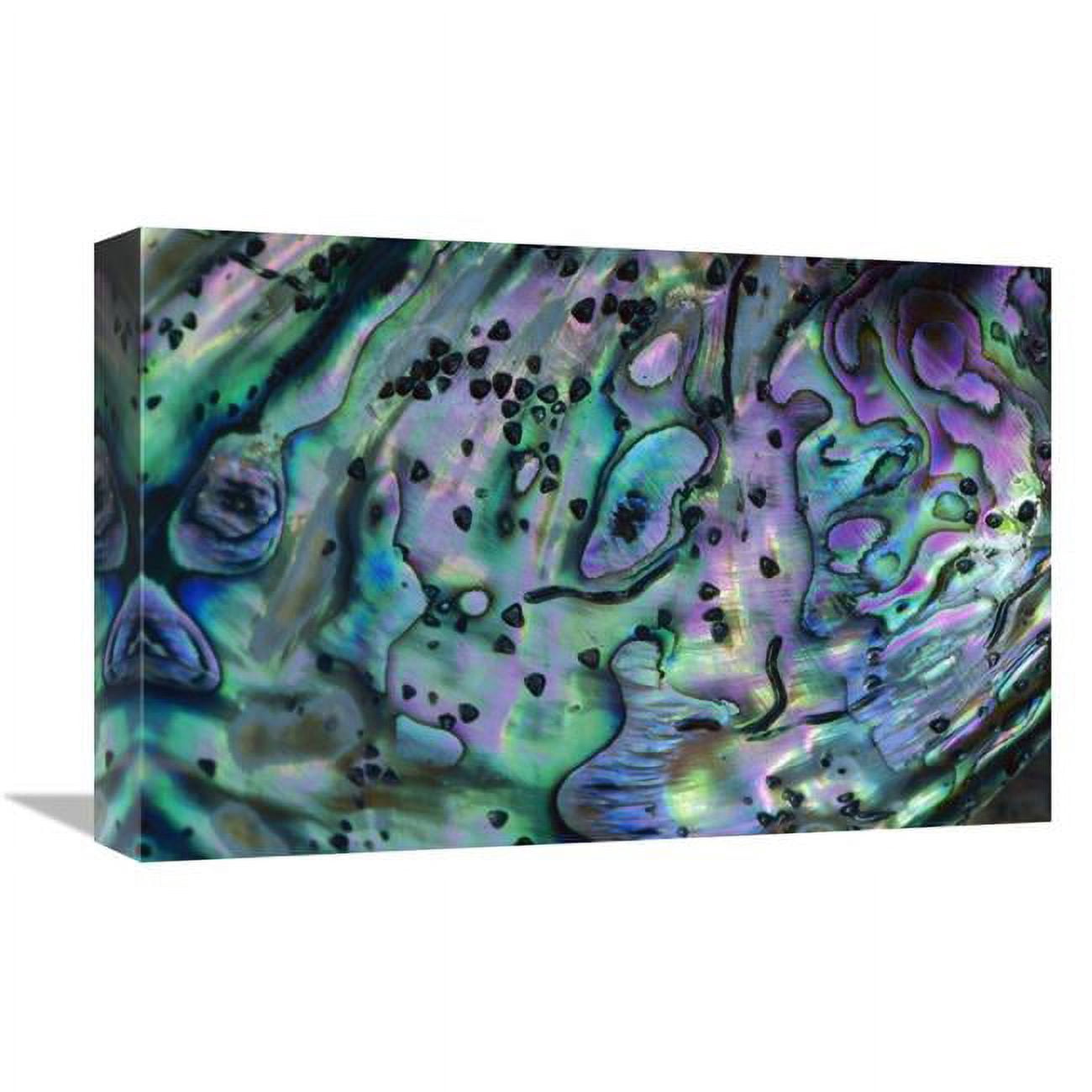 Global Gallery Rainbow Abalone - Inside Shell - New Zealand Art Print ...