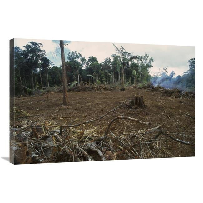 Global Gallery Rainforest Deforestation - French Guiana Art Print ...