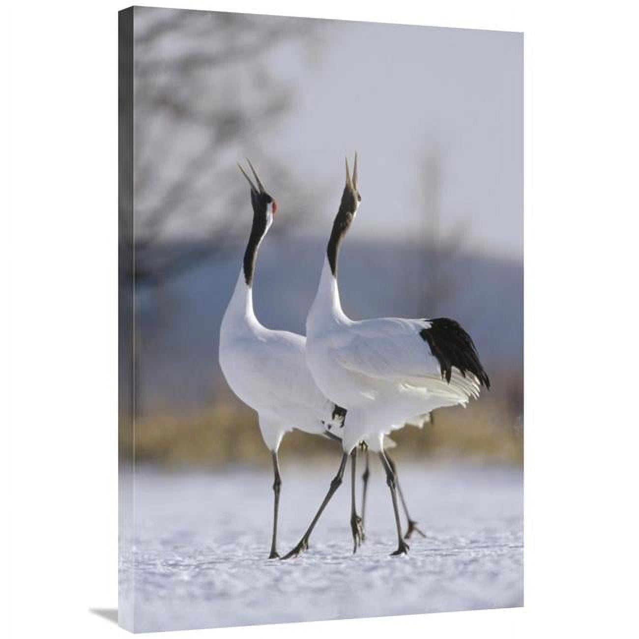 Global Gallery GCS-452474-2436-142 24 x 36 in. Red-Crowned Crane Pair ...