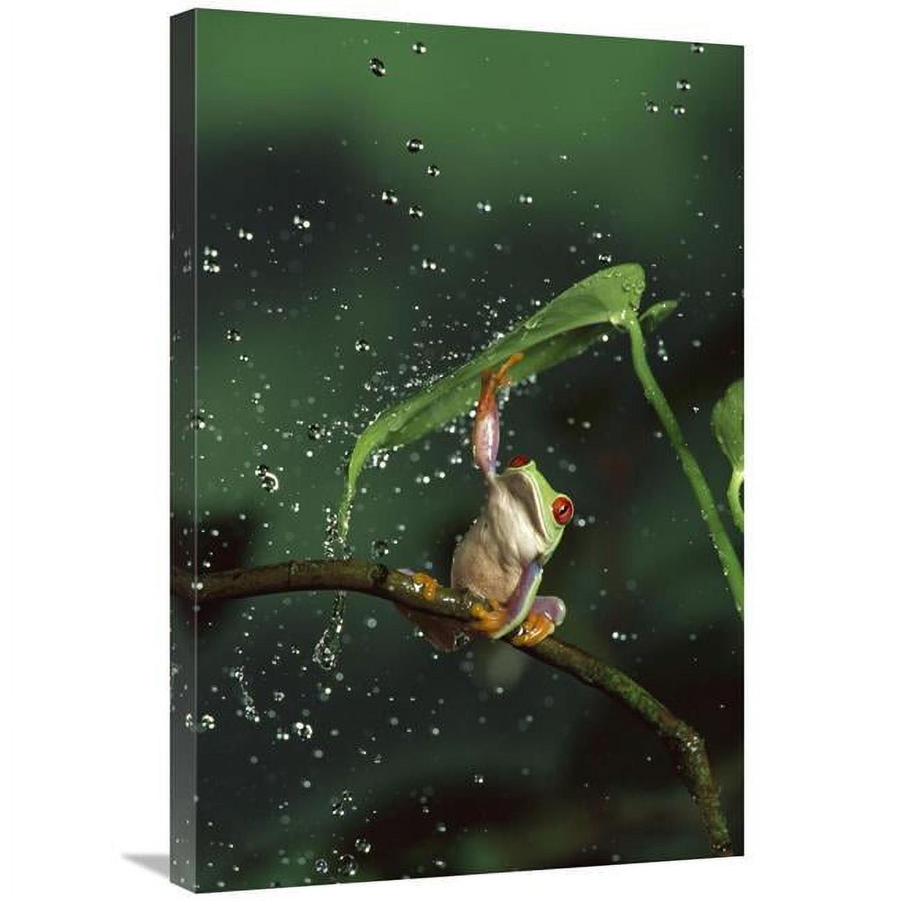 Global Gallery Red-Eyed Tree Frog in Rain - Native to Central & South ...