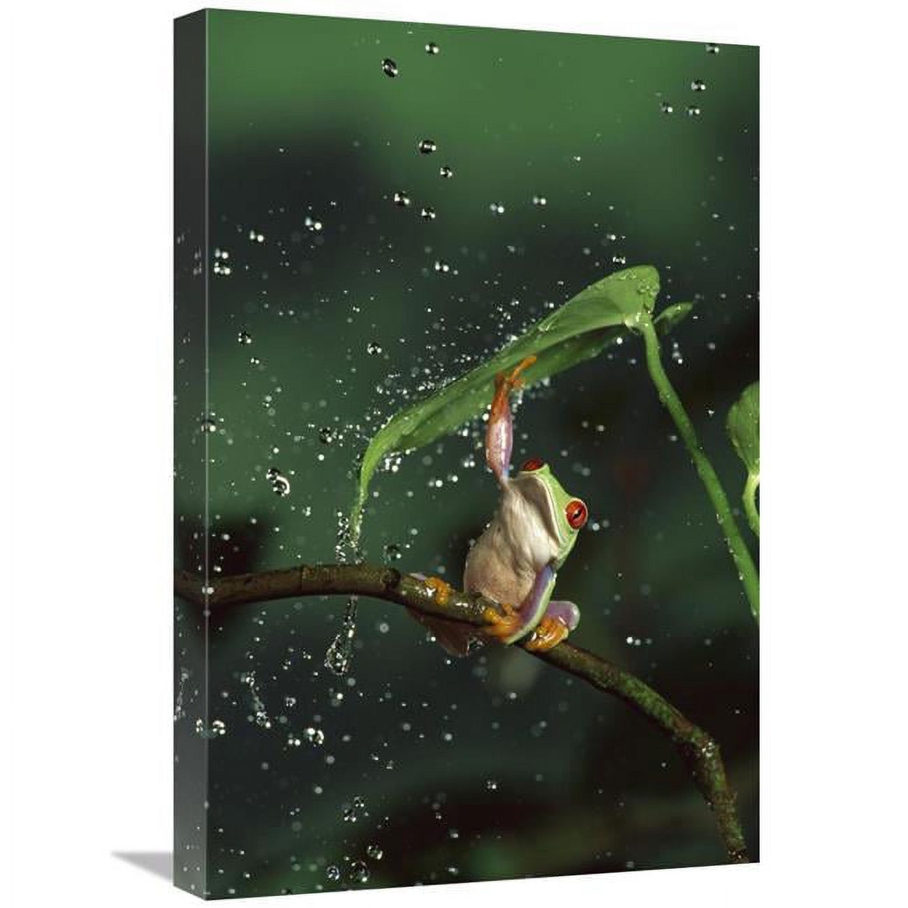 Global Gallery Red-Eyed Tree Frog in Rain - Native to Central & South ...