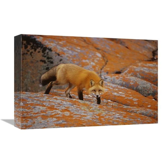 Global Gallery Red Fox on Rocks with Orange Lichen - Churchill - Canada ...