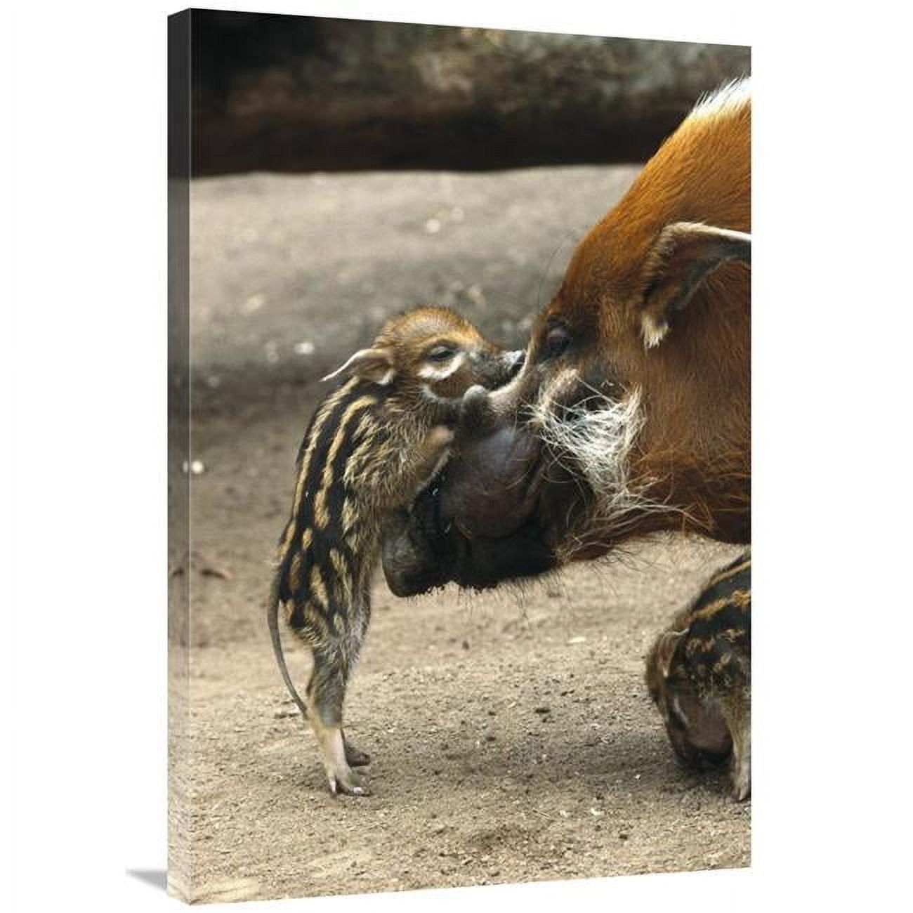 Global Gallery Red River Hog Baby & Mother Interacting - Native to West ...
