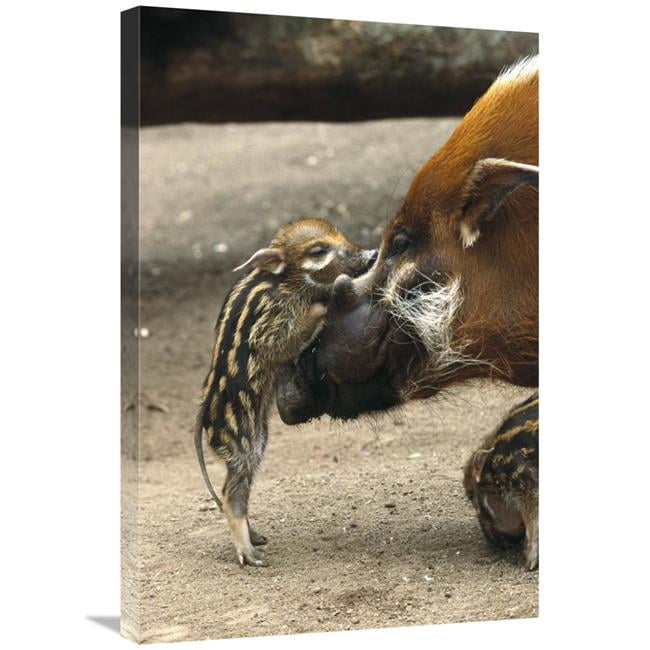Global Gallery Red River Hog Baby & Mother Interacting - Native to West ...