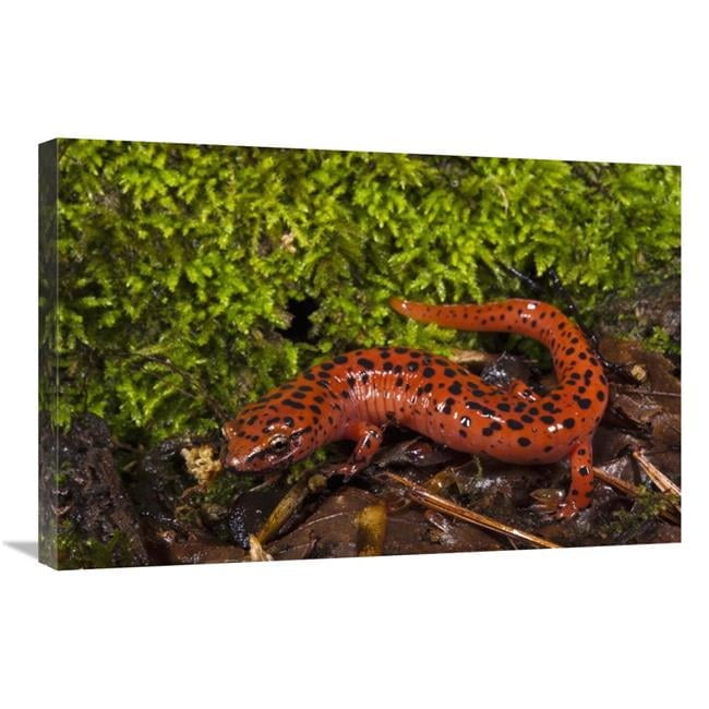 Global Gallery Red Salamander - Native to the Southeastern United ...