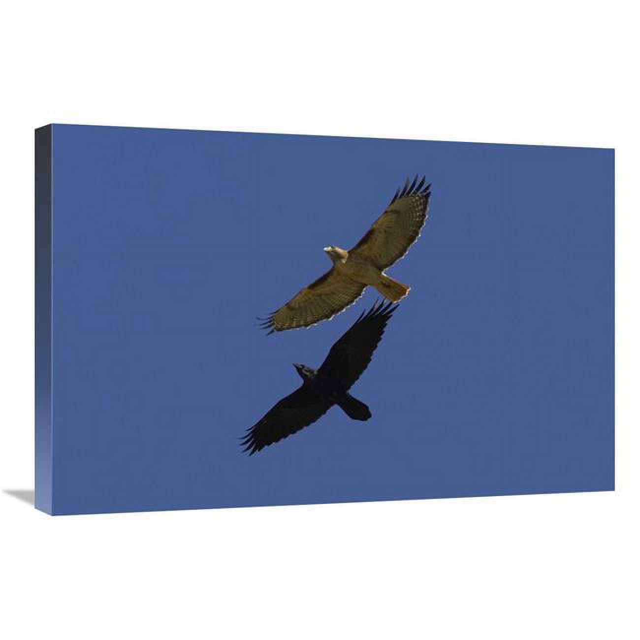 Global Gallery Red-Tailed Hawk & Common Raven Flying - North America ...