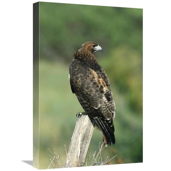 Global Gallery Red-Tailed Hawk Perching - North America Art Print ...