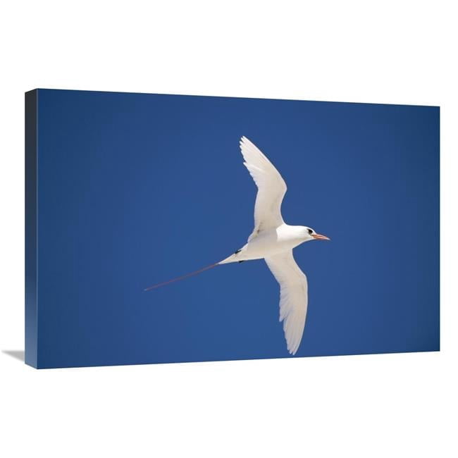 Global Gallery Red-Tailed Tropicbird Flying - Midway Atoll - Hawaii Art ...