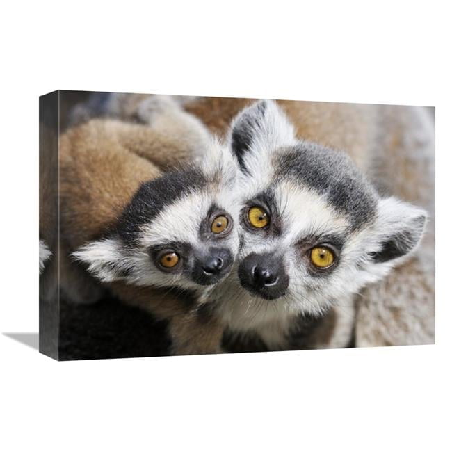 Global Gallery Ring-Tailed Lemur - Portrait of Adult with Young. Art ...
