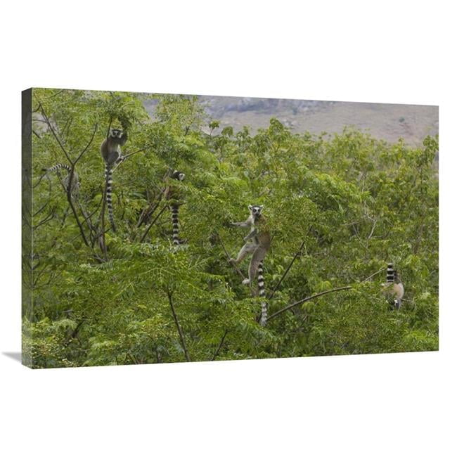Global Gallery Ring-Tailed Lemurs in Trees Near Andringitra Mountains ...