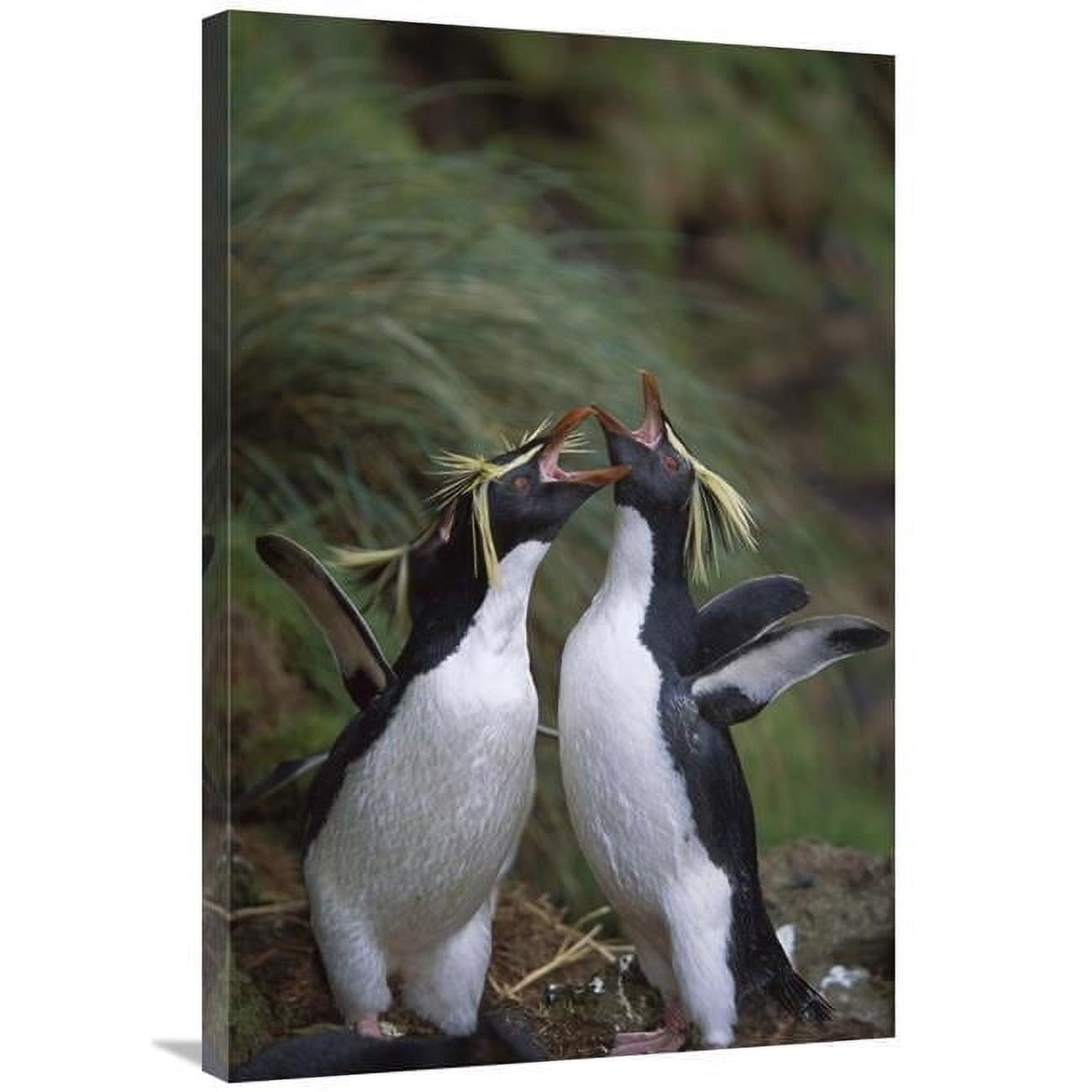 Global Gallery Rockhopper Penguin Greeting Display - Gough Island ...