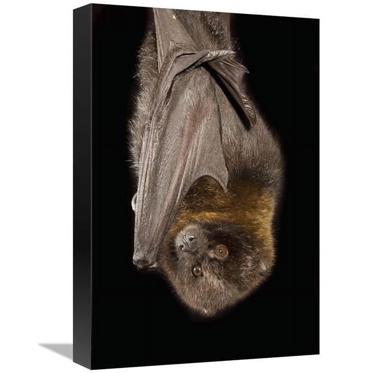 Global Gallery Rodrigues Flying Fox Roosting - Native to Rodrigues ...