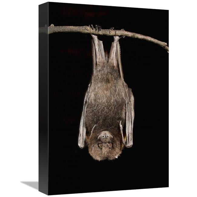 Global Gallery Rodrigues Flying Fox Roosting - Native to Rodrigues ...