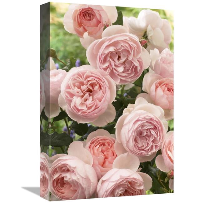 Global Gallery Rose Heritage Variety Flowers Art Print ...