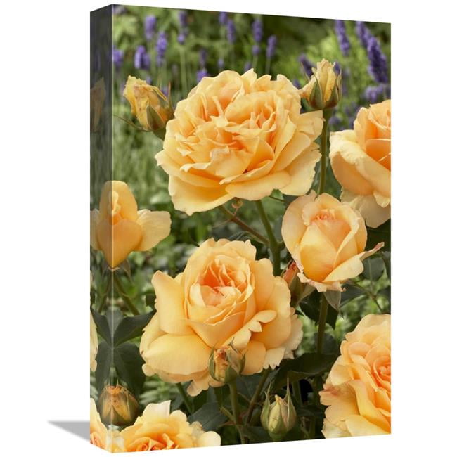 Global Gallery Rose Solo Mio Renaissance Variety Flowers Art Print ...