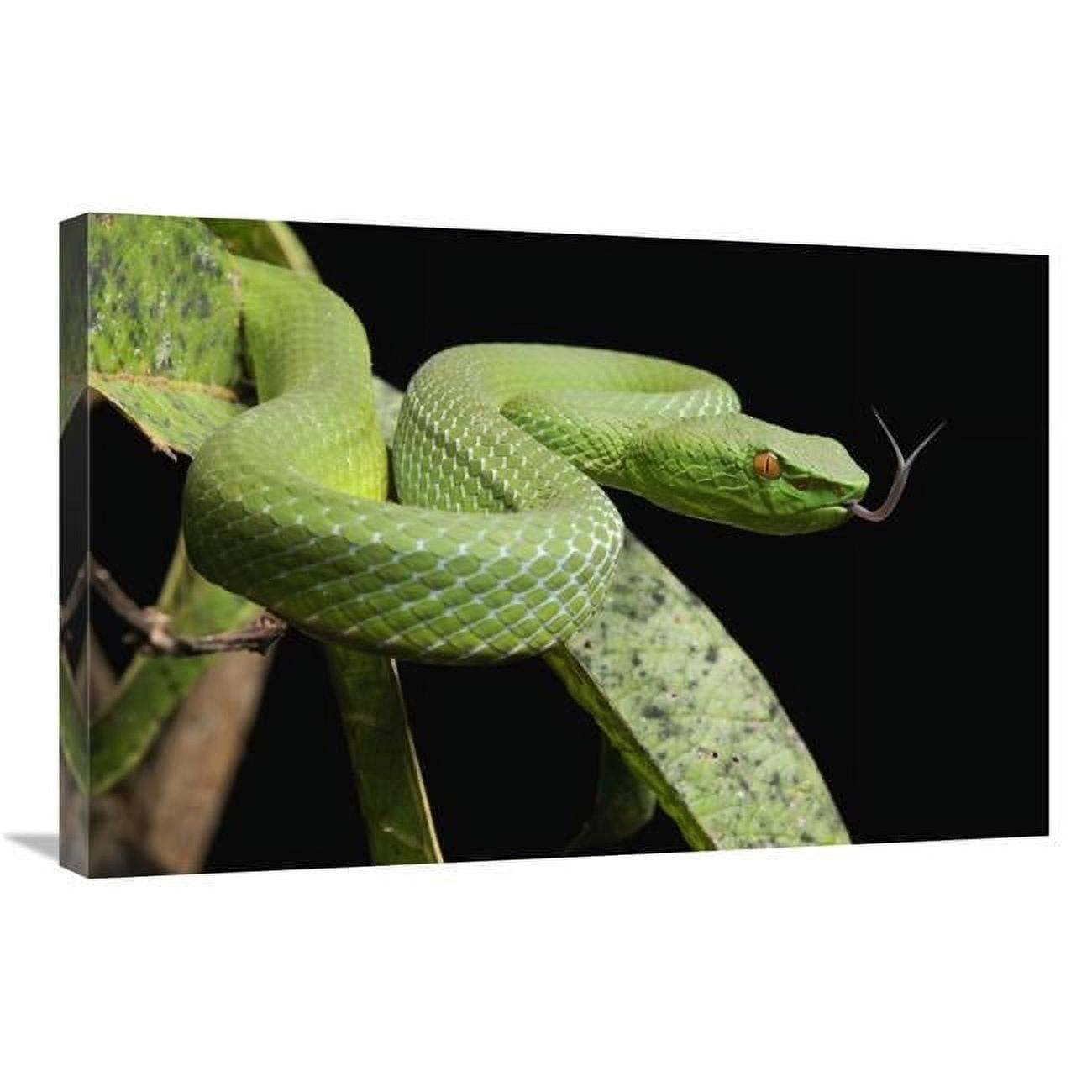 Global Gallery Sabah Bamboo Pitviper - Sarawak - Borneo - Malaysia Art ...