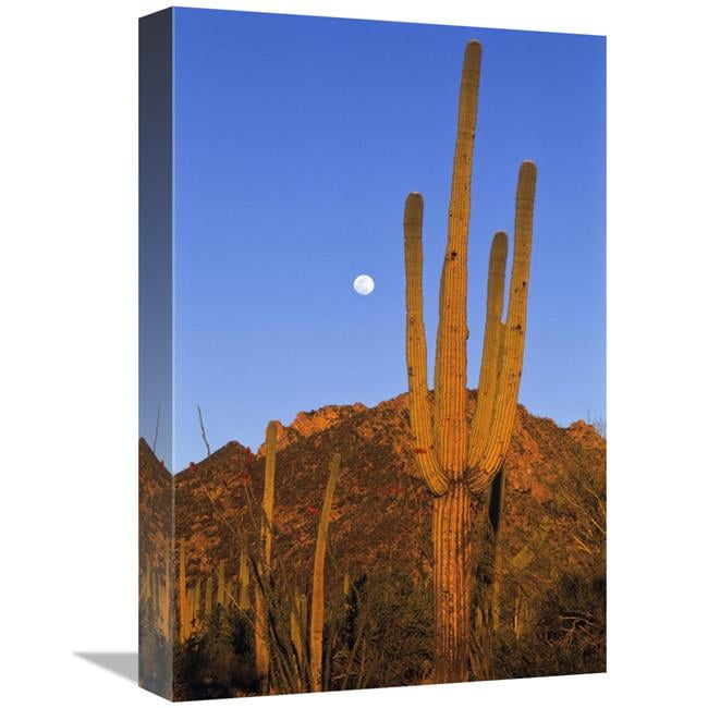 Global Gallery Saguaro Cactus in Desert Landscape - Sonoran Desert ...