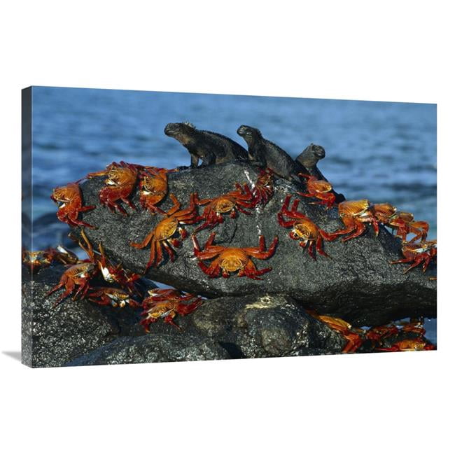 Global Gallery Sally Lightfoot Crabs & Marine Iguanas - Mosquera Island ...