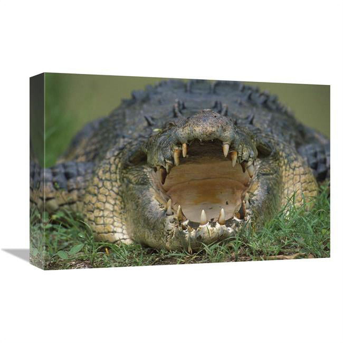Global Gallery Saltwater Crocodile or Estuarine Crocodile with Open ...