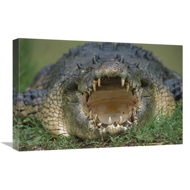 Global Gallery Saltwater Crocodile or Estuarine Crocodile with Open ...