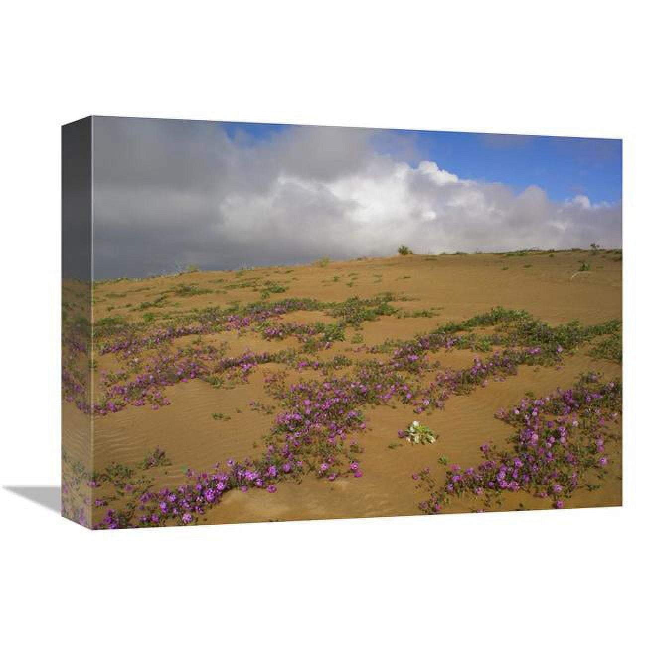 Global Gallery Sand Verbena Growing - Imperial Sand Dunes - California ...