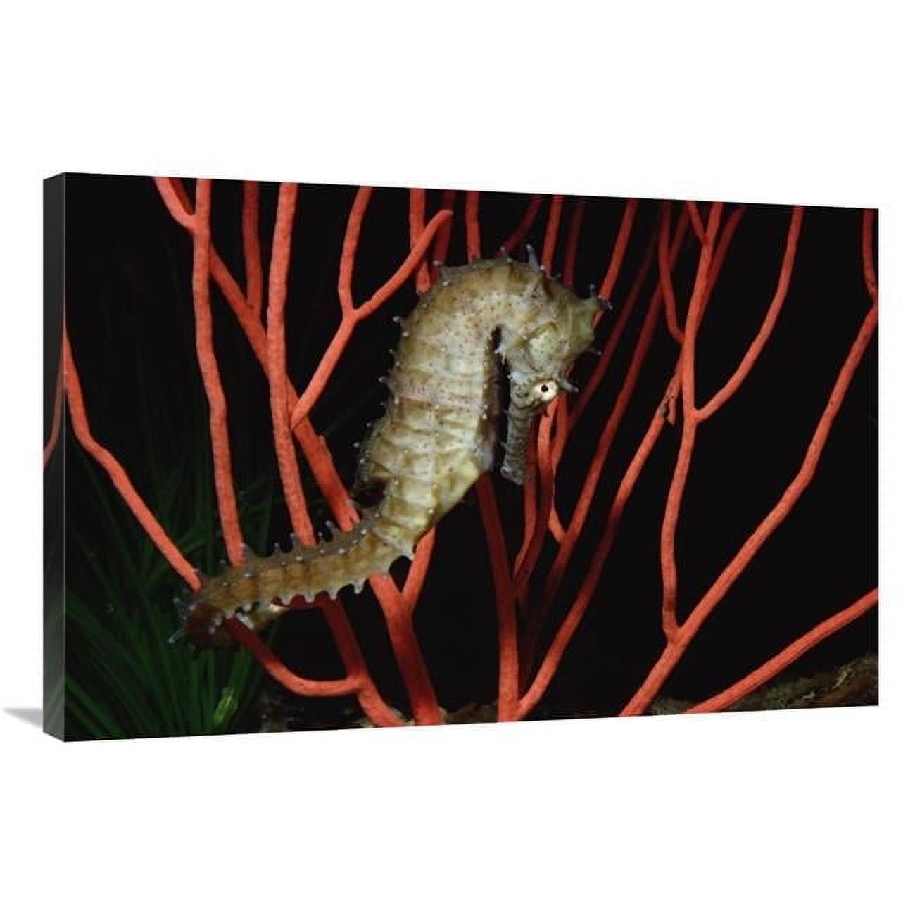 Global Gallery Seahorse on Coral - North America Art Print - Flip ...